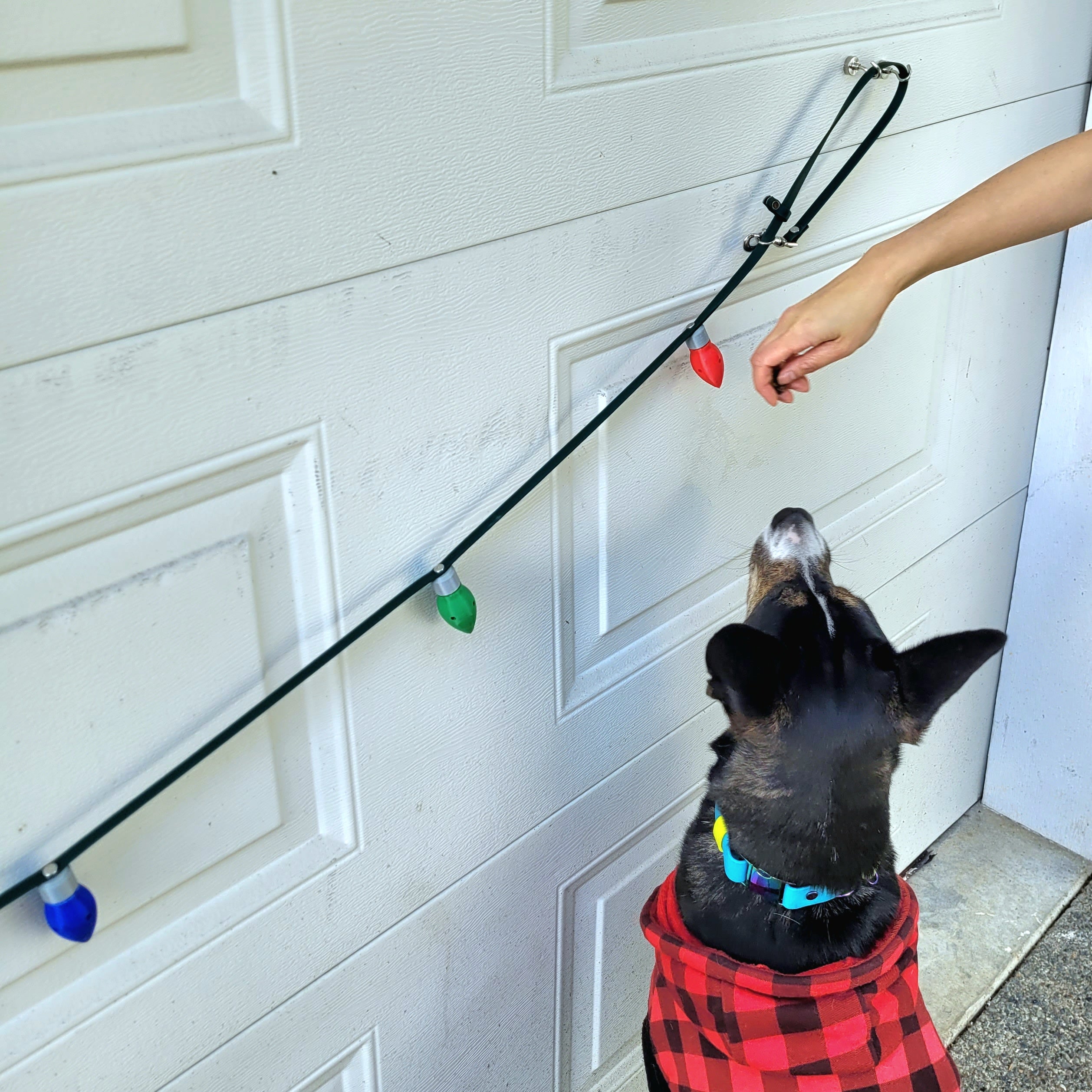 Merry & Bright Aerial Sniff Line (2025) – Nose and Hearts Scentwork ...