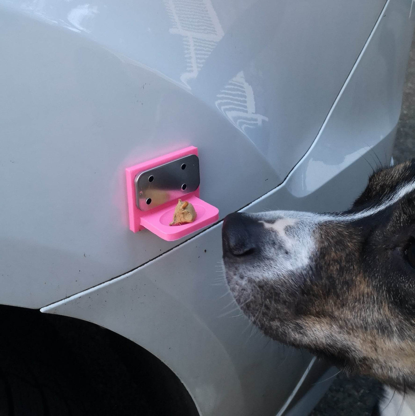 Scentwork Vessel: Sniff N' Snack Tray – Nose and Hearts Scentwork Supplies